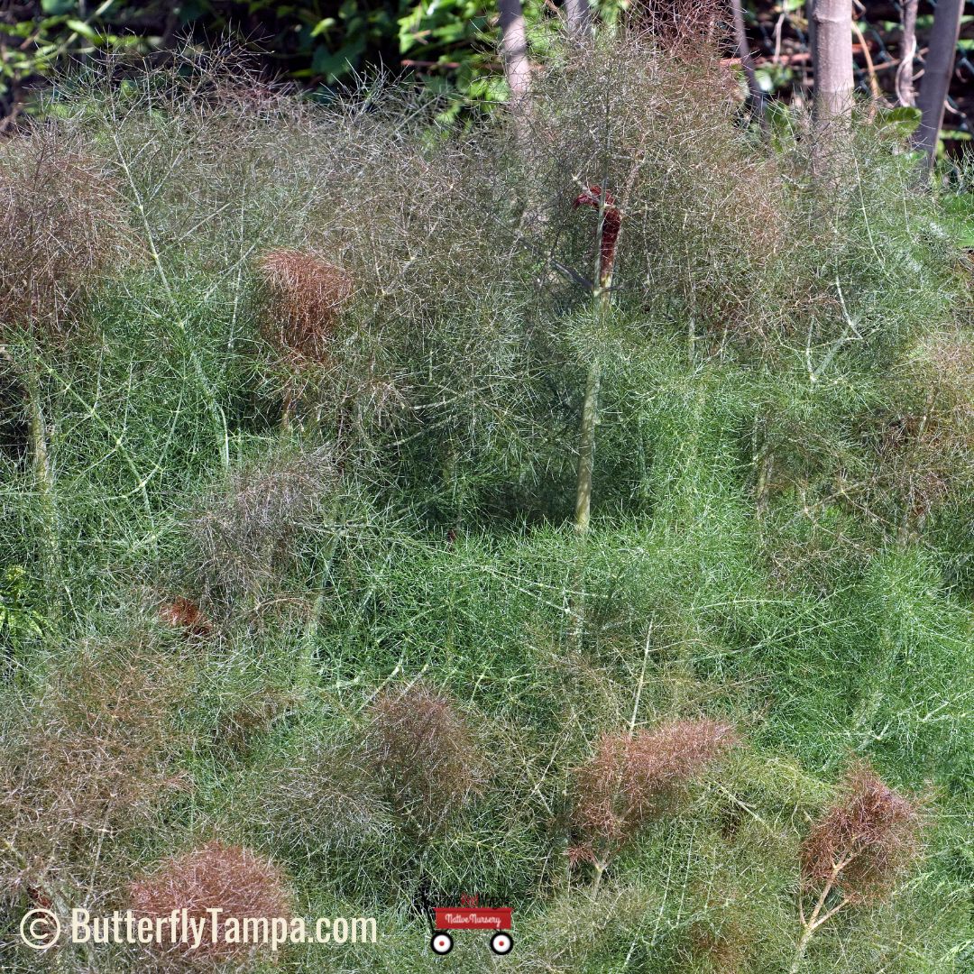 Bronze Fennel - Foeniculum vulgare purpureum (1 Gal.) – Little Red ...