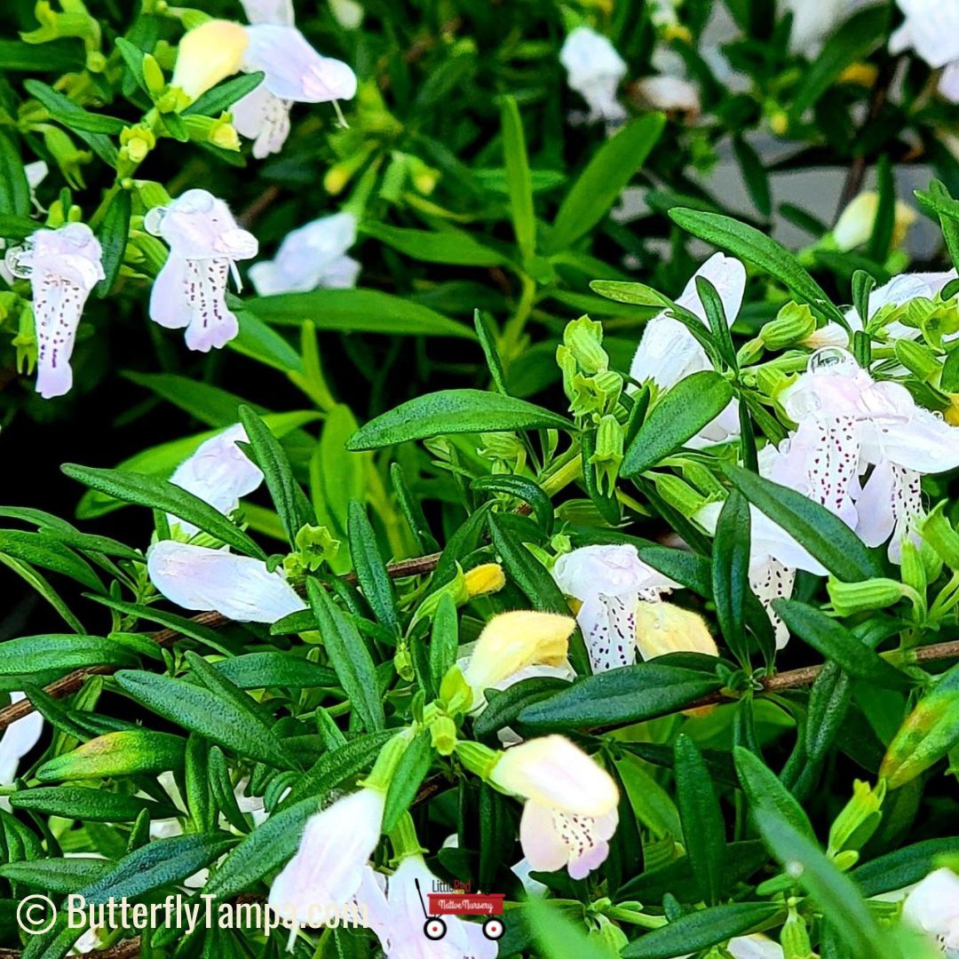 Calamint - Calamintha ashei – Little Red Wagon Native Nursery