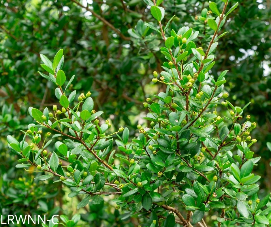 Dwarf Simpson's Stopper - Myrcianthes fragrans, compacta – Little Red ...
