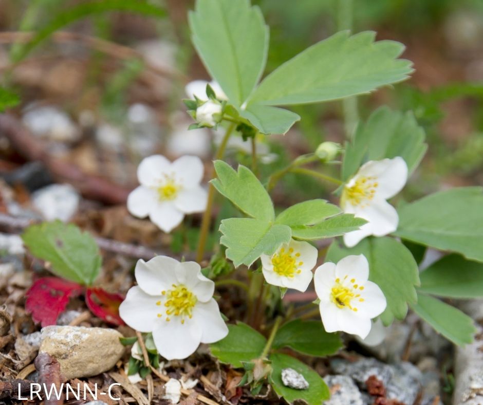 Native Strawberry - Fragaria virginiana – Little Red Wagon Native Nursery