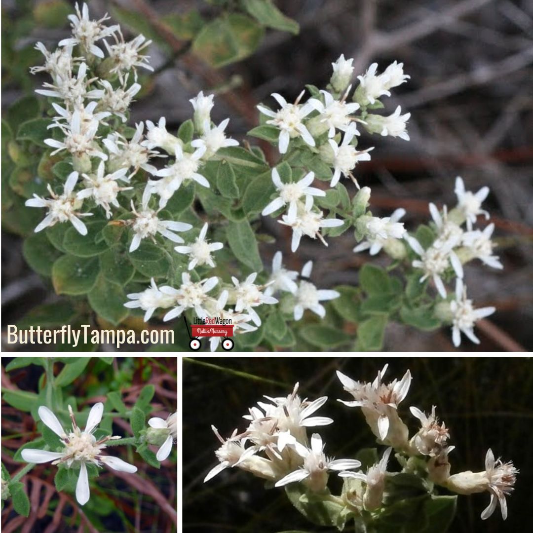 Dixie Aster - Sericocarpus tortifolius (1 Gal.) – Little Red Wagon ...