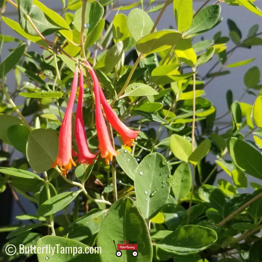 Coral Honeysuckle - Lonicera sempervirens – Little Red Wagon Native Nursery