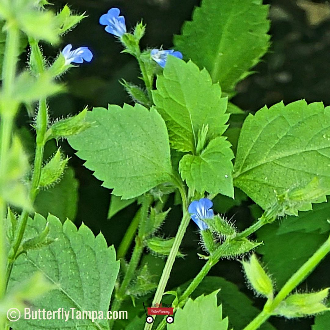 Creeping Sage - Salvia misella – Little Red Wagon Native Nursery