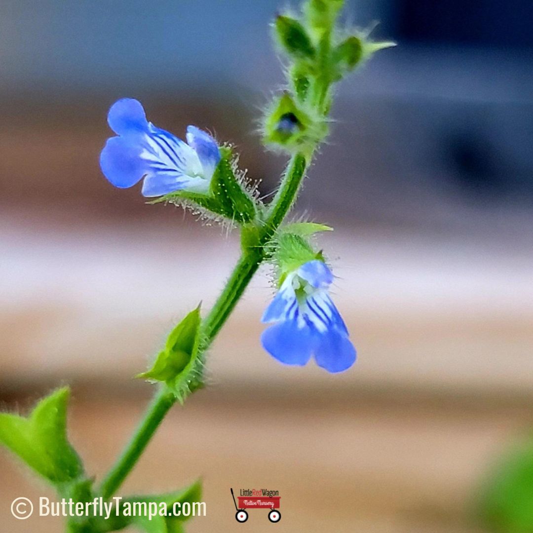 Creeping Sage - Salvia misella – Little Red Wagon Native Nursery