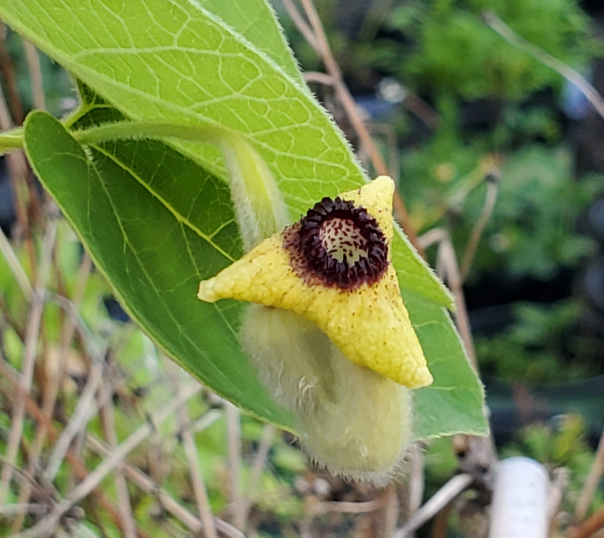 Wooly Dutchman's Pipevine - Aristolochia tomentosa (1 & 3 gal ...