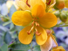 Bahama Cassia - Senna mexicana var. chapmanii – Little Red Wagon Native ...