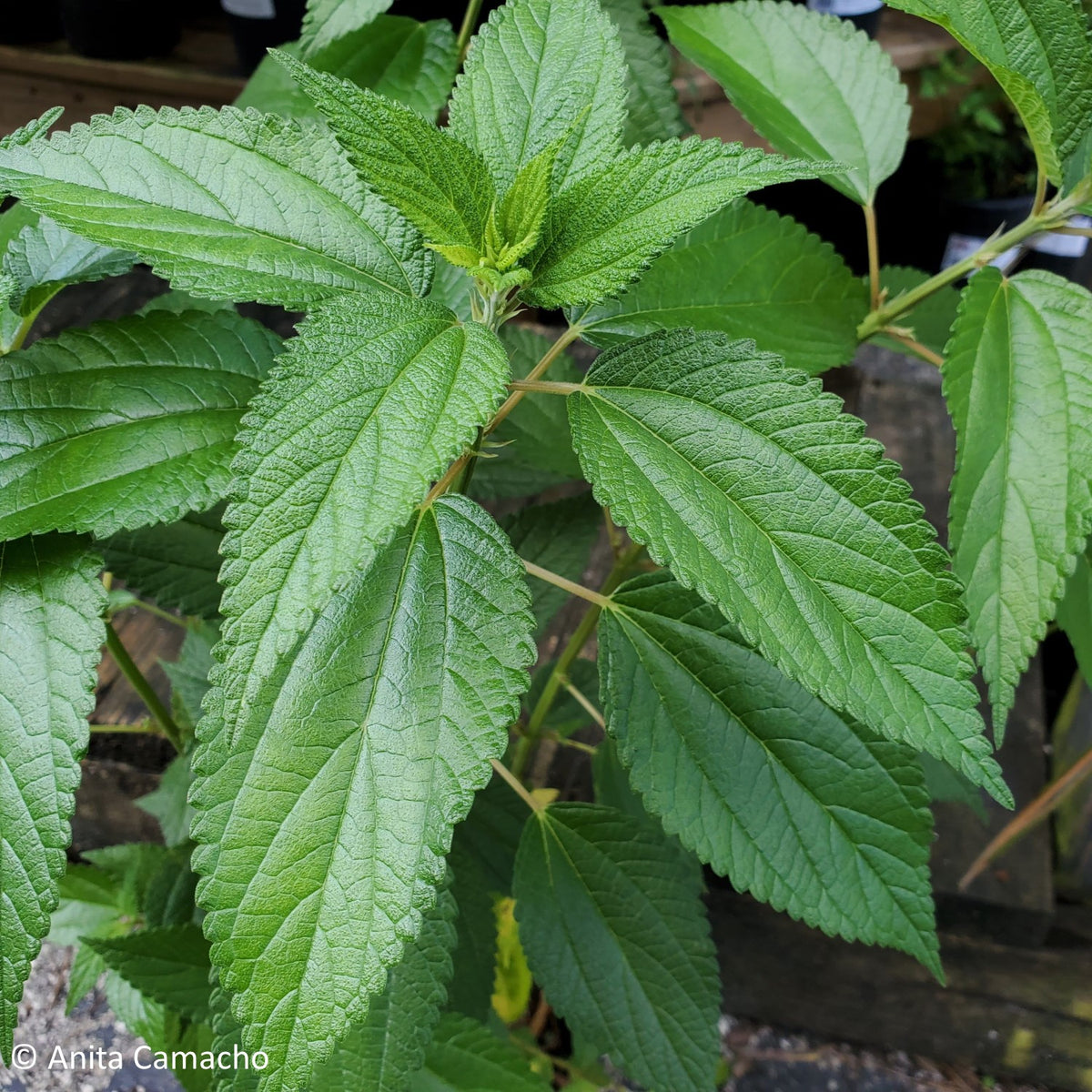 False nettle - Boehmeria cylindrica – Little Red Wagon Native Nursery