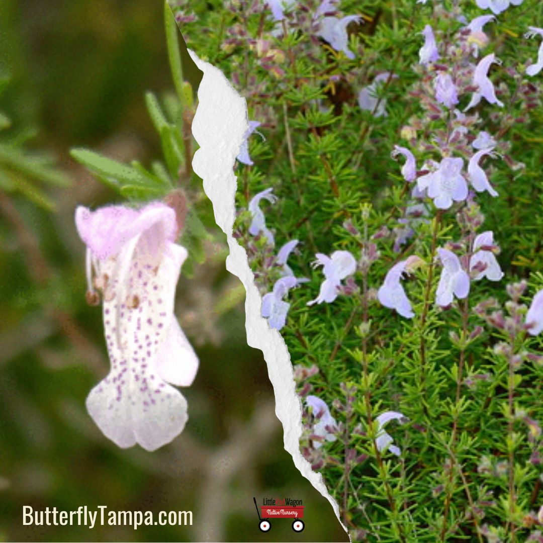 Large Flower False Rosemary - Conradina grandiflora (1 & 3 Gal ...