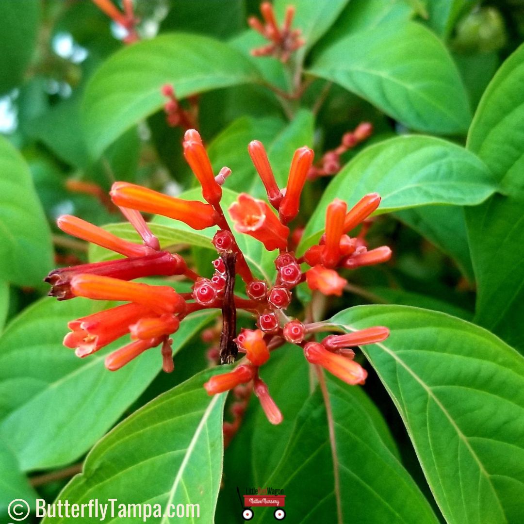 Firebush - Hamelia patens – Little Red Wagon Native Nursery