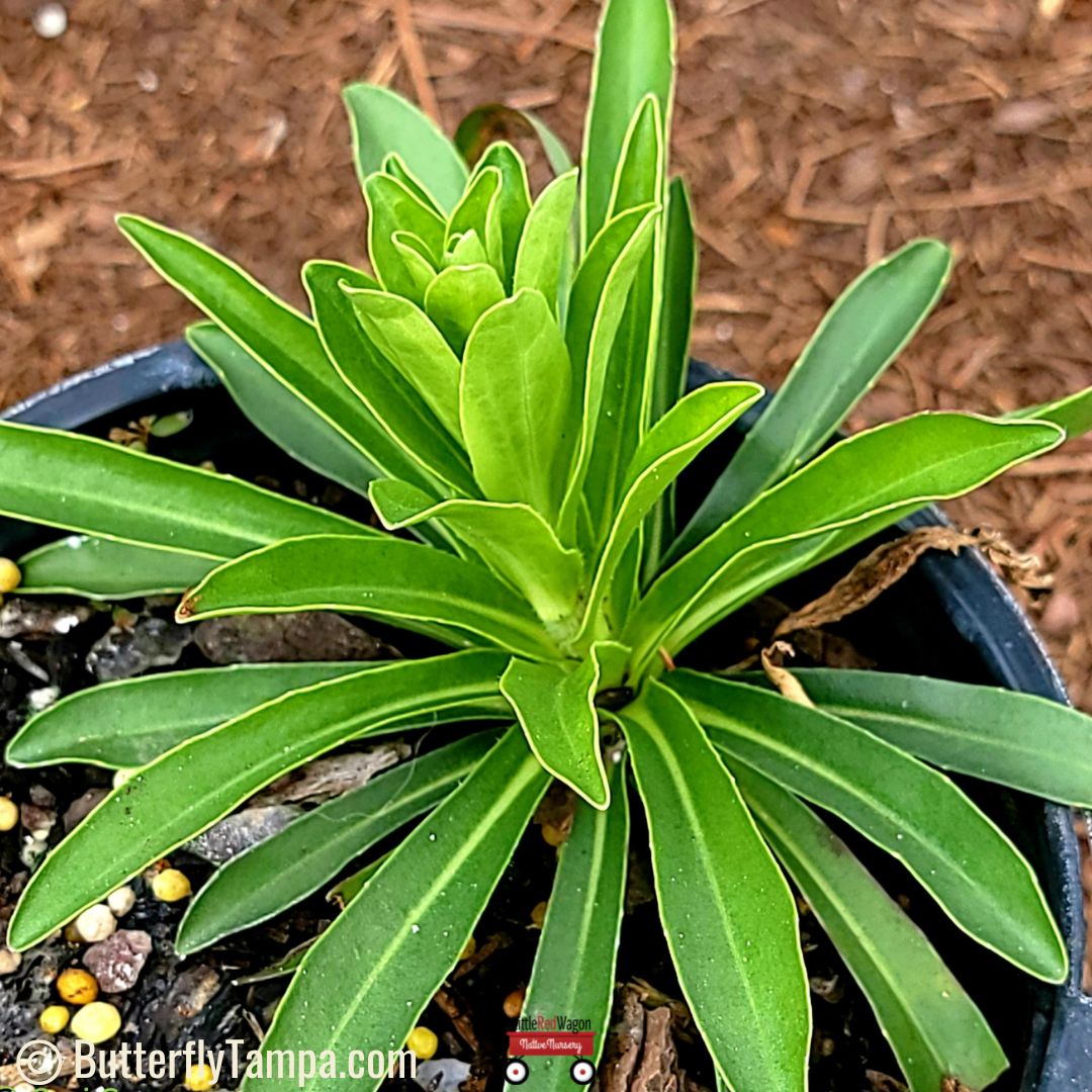 Florida paintbrush - Carphephorus corymbosus (1 gal.) – Little Red ...