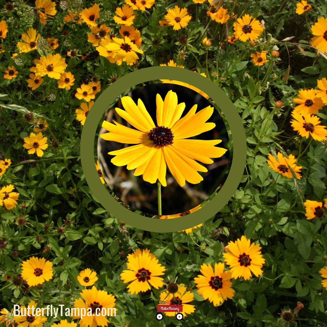 Florida Tickseed - Coreopsis floridana (1 Gal.) – Little Red Wagon ...
