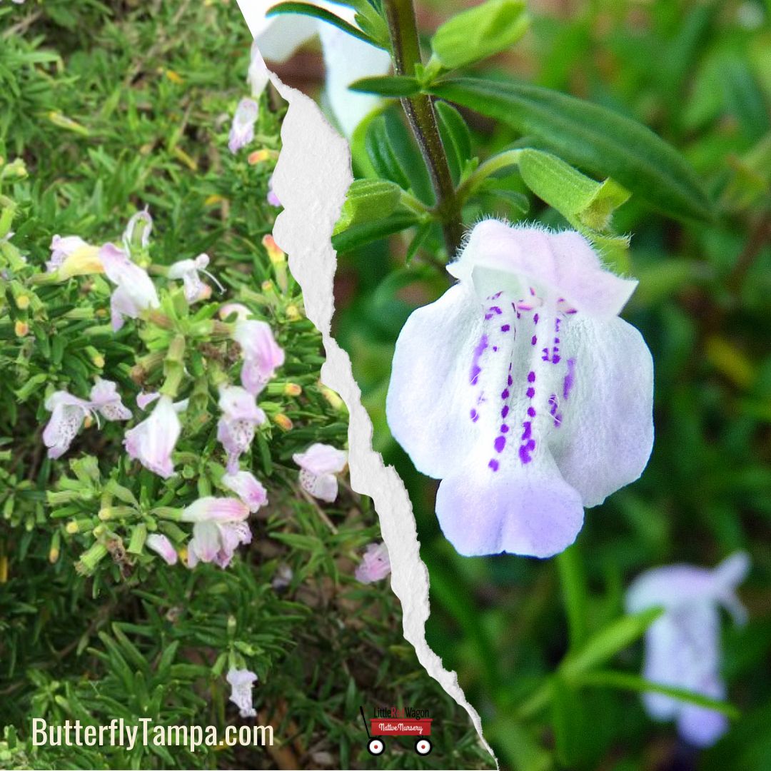 Georgia Calamint (Calamintha georgiana) - 1 Gal – Little Red Wagon ...
