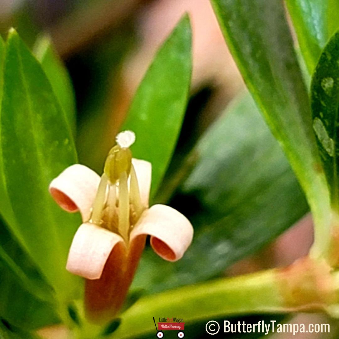 Beach creeper/Golden creeper - Ernodea littoralis – Little Red Wagon ...