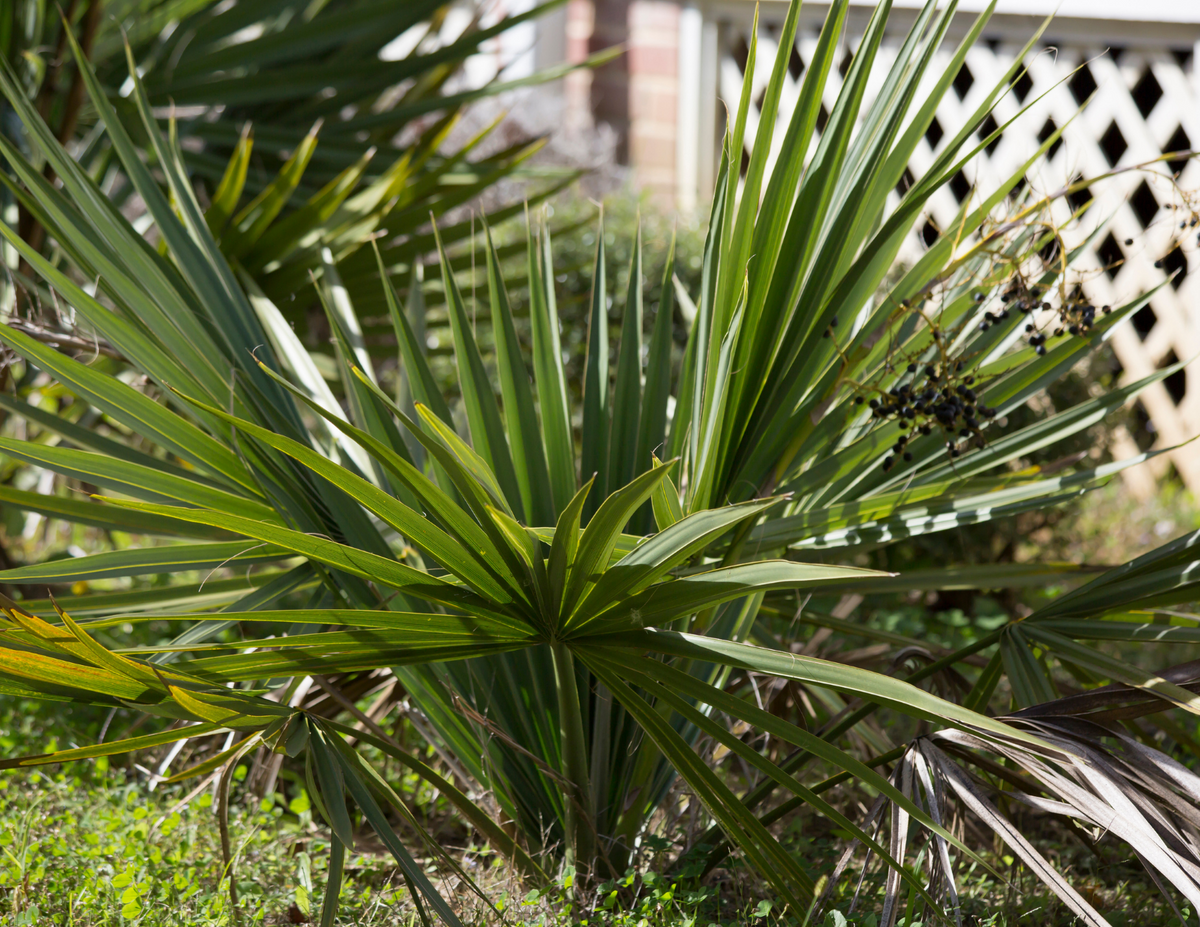 Cabbage Palm - Sabal palmetto – Little Red Wagon Native Nursery