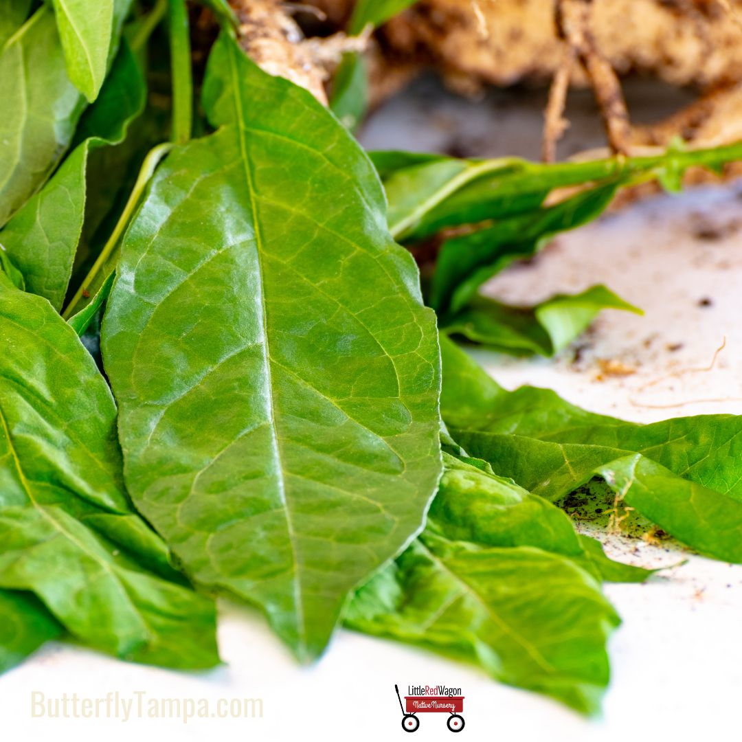 Guinea Hen Weed - Petiveria alliacea (1 & 3 Gal.) – Little Red Wagon ...