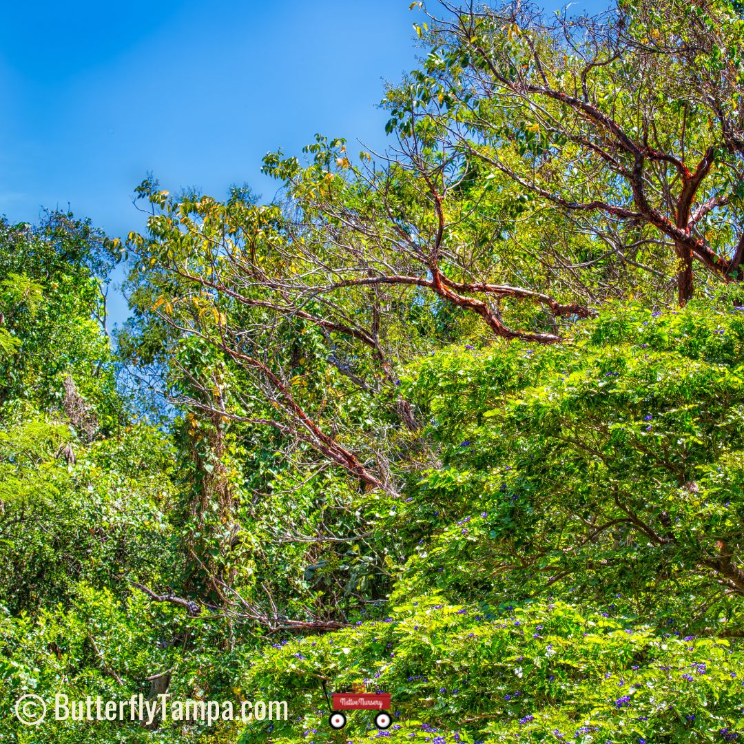 Gumbo limbo (Bursera simaruba) – Little Red Wagon Native Nursery