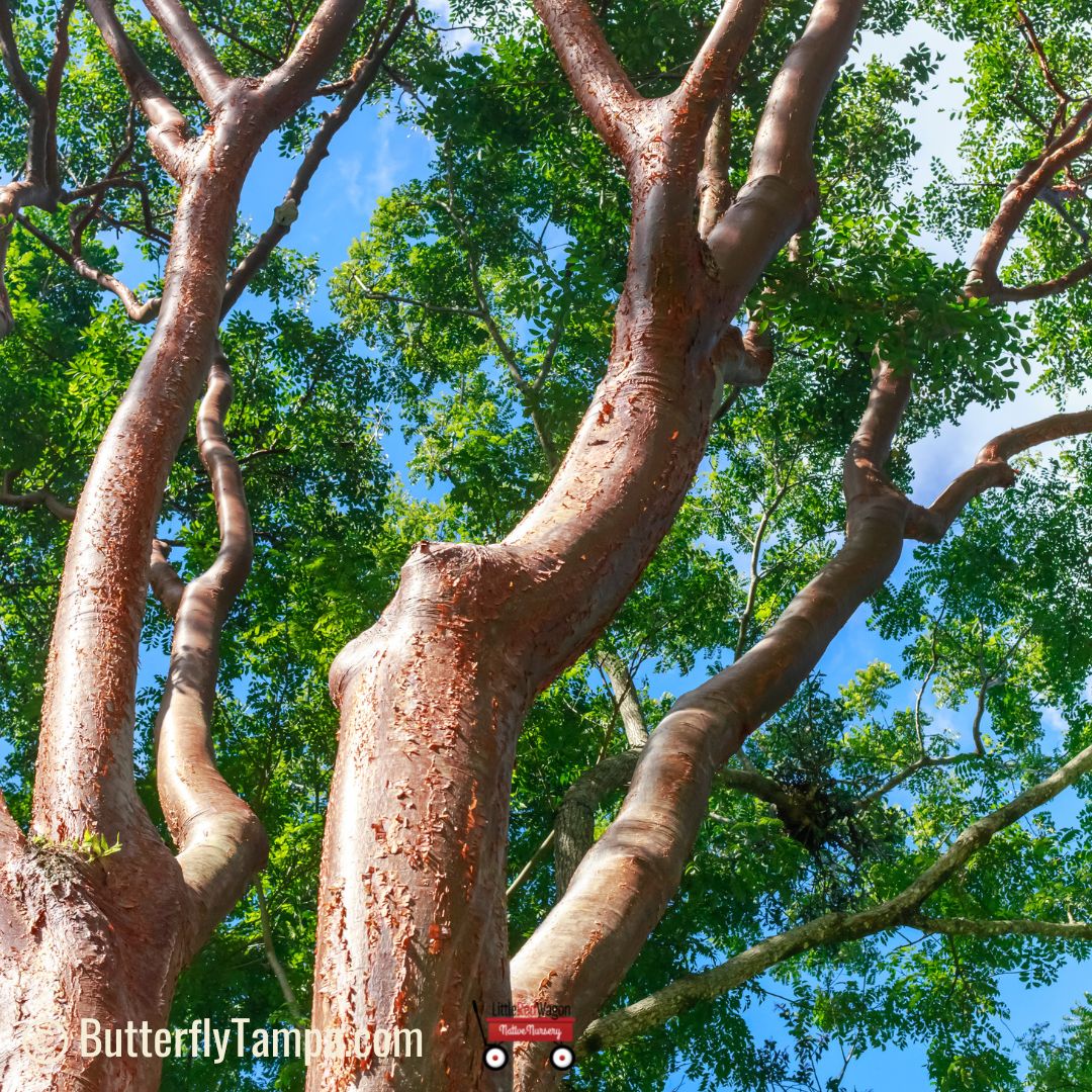 Gumbo limbo (Bursera simaruba) – Little Red Wagon Native Nursery