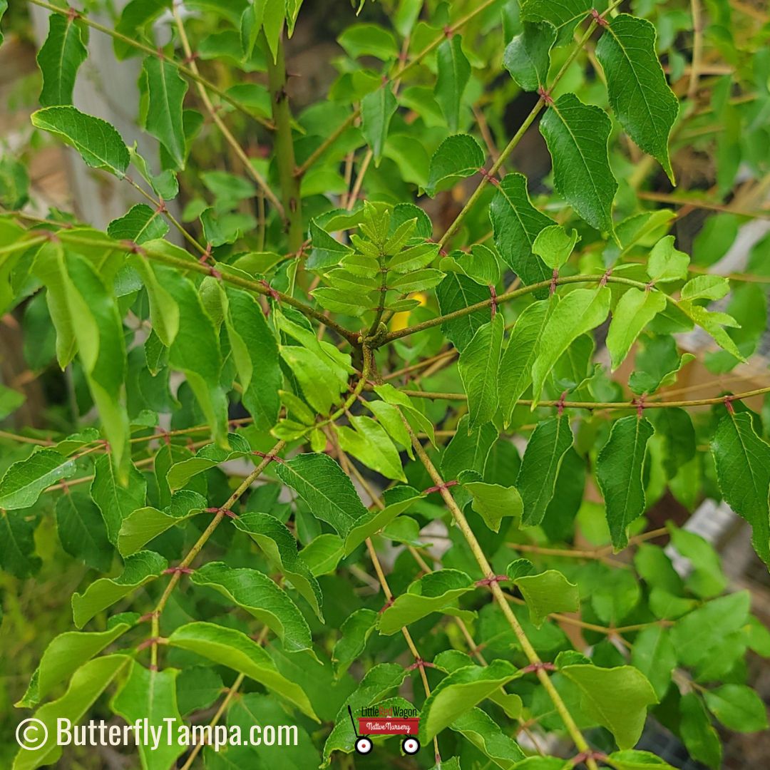 Hercules-club - Zanthoxylum clava-hercules – Little Red Wagon Native ...