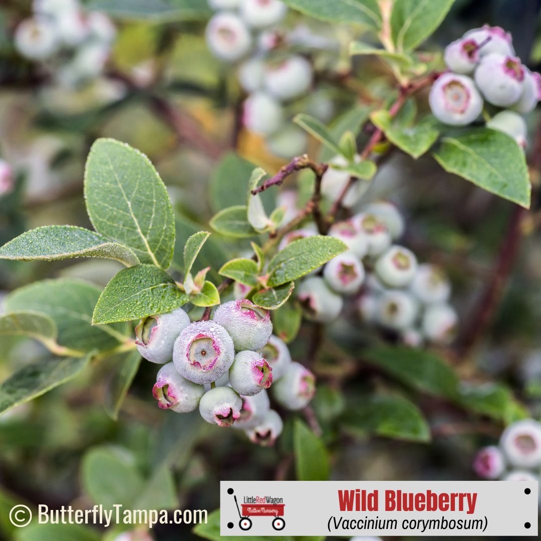 Highbush blueberry - Vaccinium corymbosum – Little Red Wagon Native Nursery