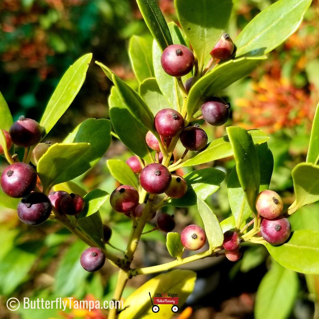 Inkberry - Ilex glabra (1 & 3 Gallon) – Little Red Wagon Native Nursery