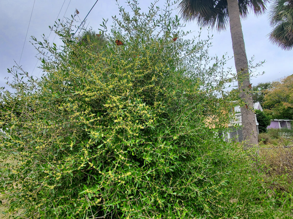 Florida Privet - Forestiera segregata – Little Red Wagon Native Nursery