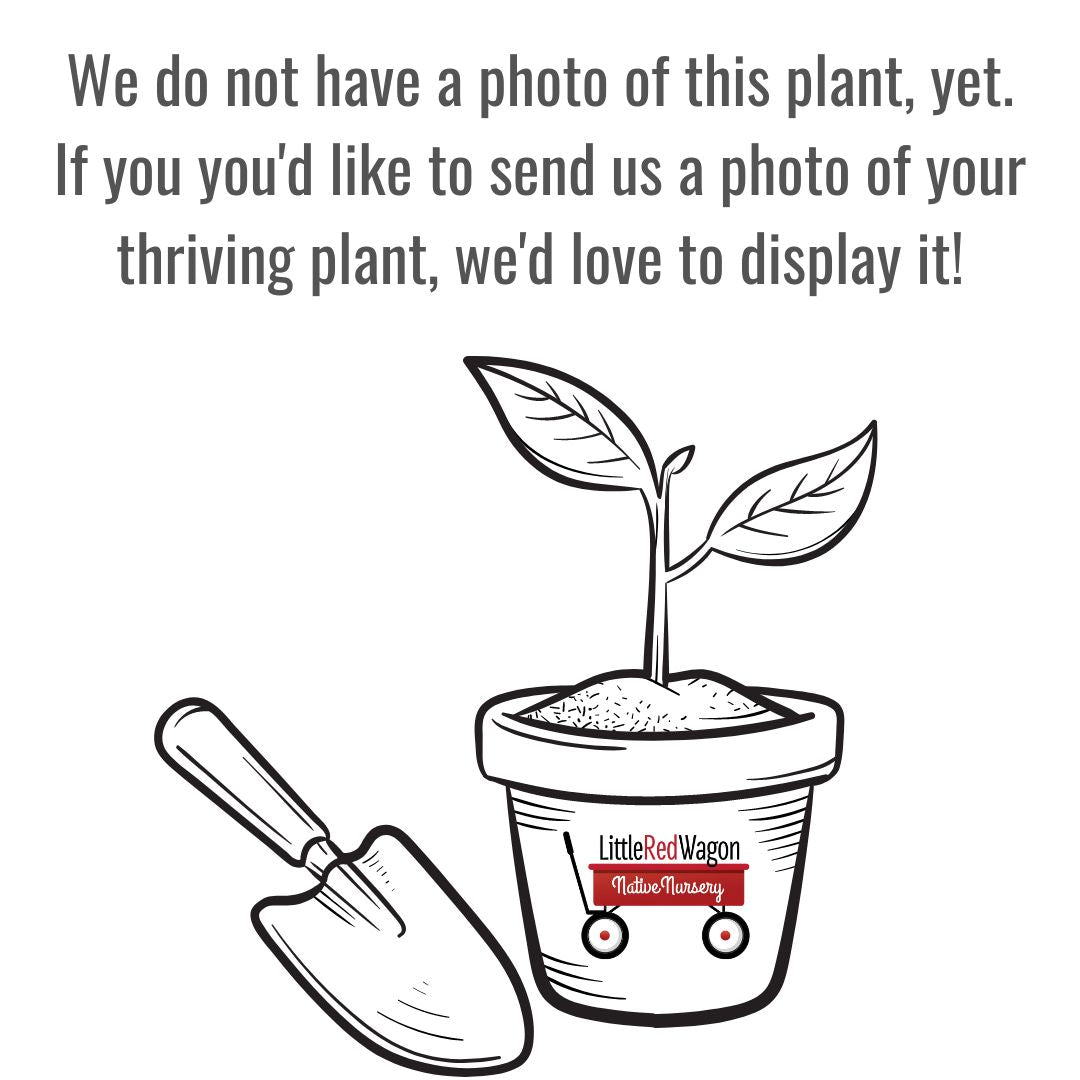 White Thoroughwort- Eupatorium album (1 gal) – Little Red Wagon Native ...