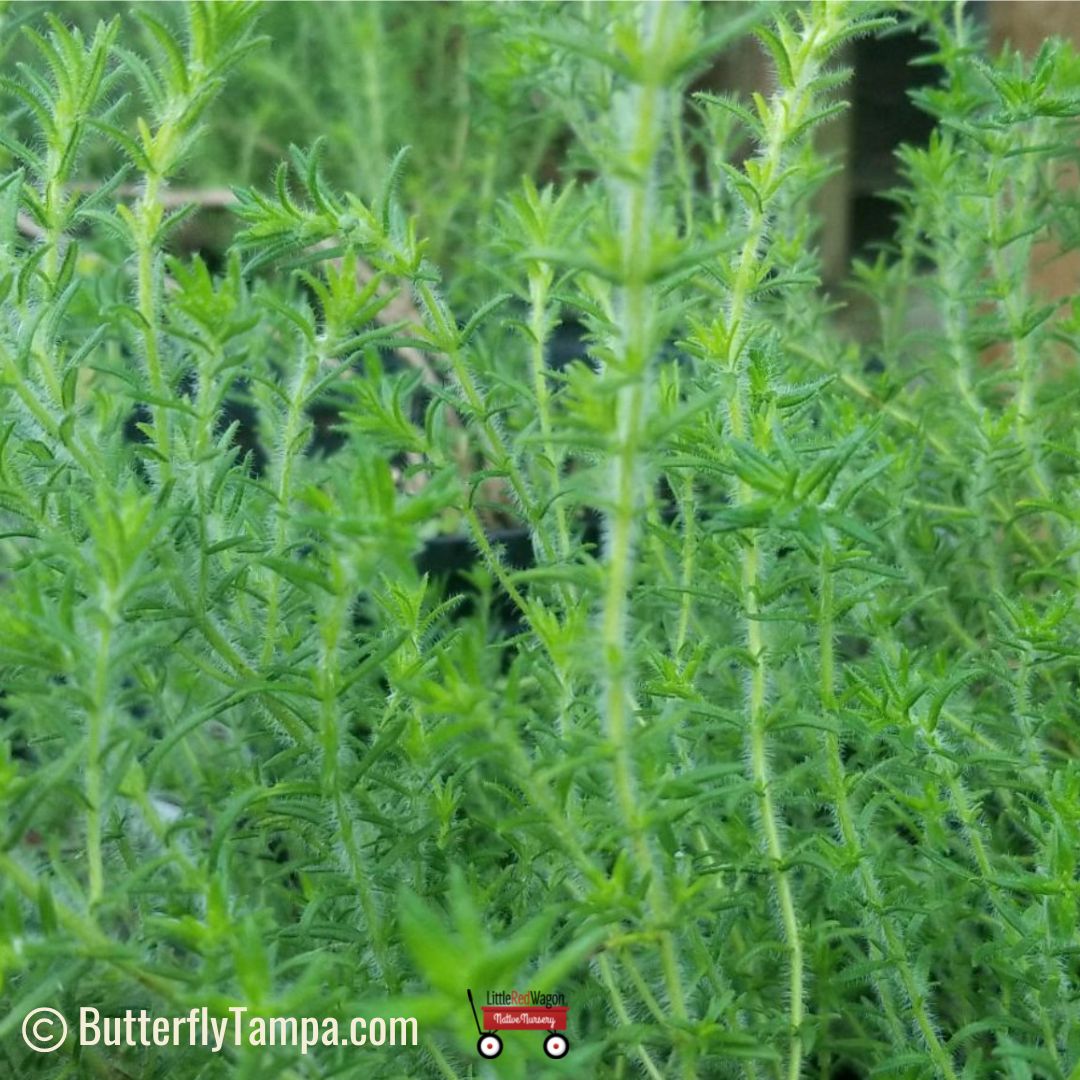 Pennyroyal - Piloblephis rigida (1 & 3 gal.) – Little Red Wagon Native ...