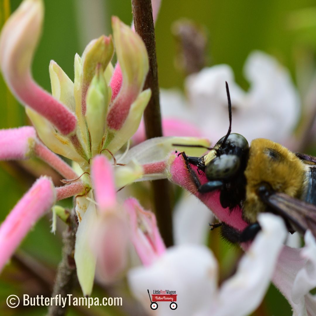 Pinxter Azalea - Rhododendron canescens (3 Gal.) – Little Red Wagon ...