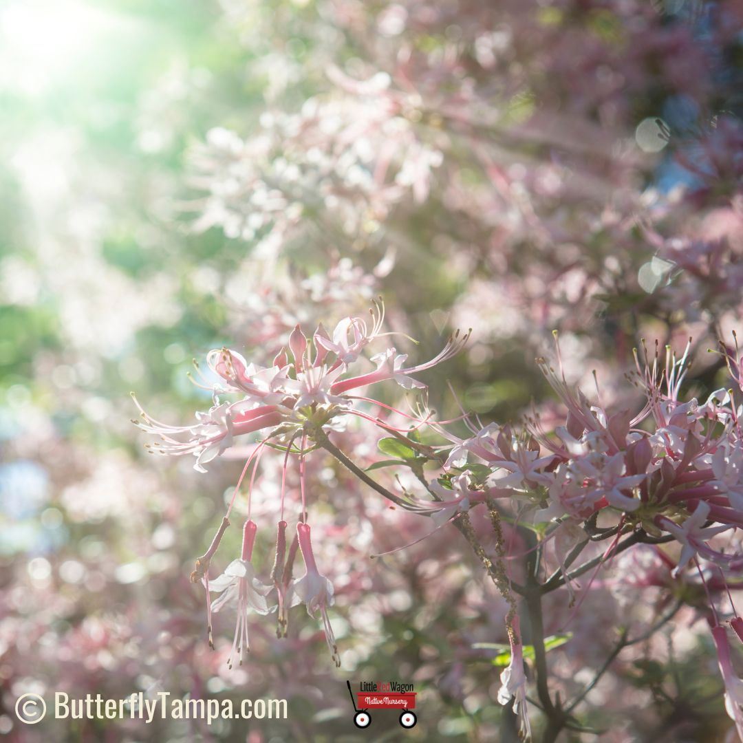 Pinxter Azalea - Rhododendron canescens (3 Gal.) – Little Red Wagon ...