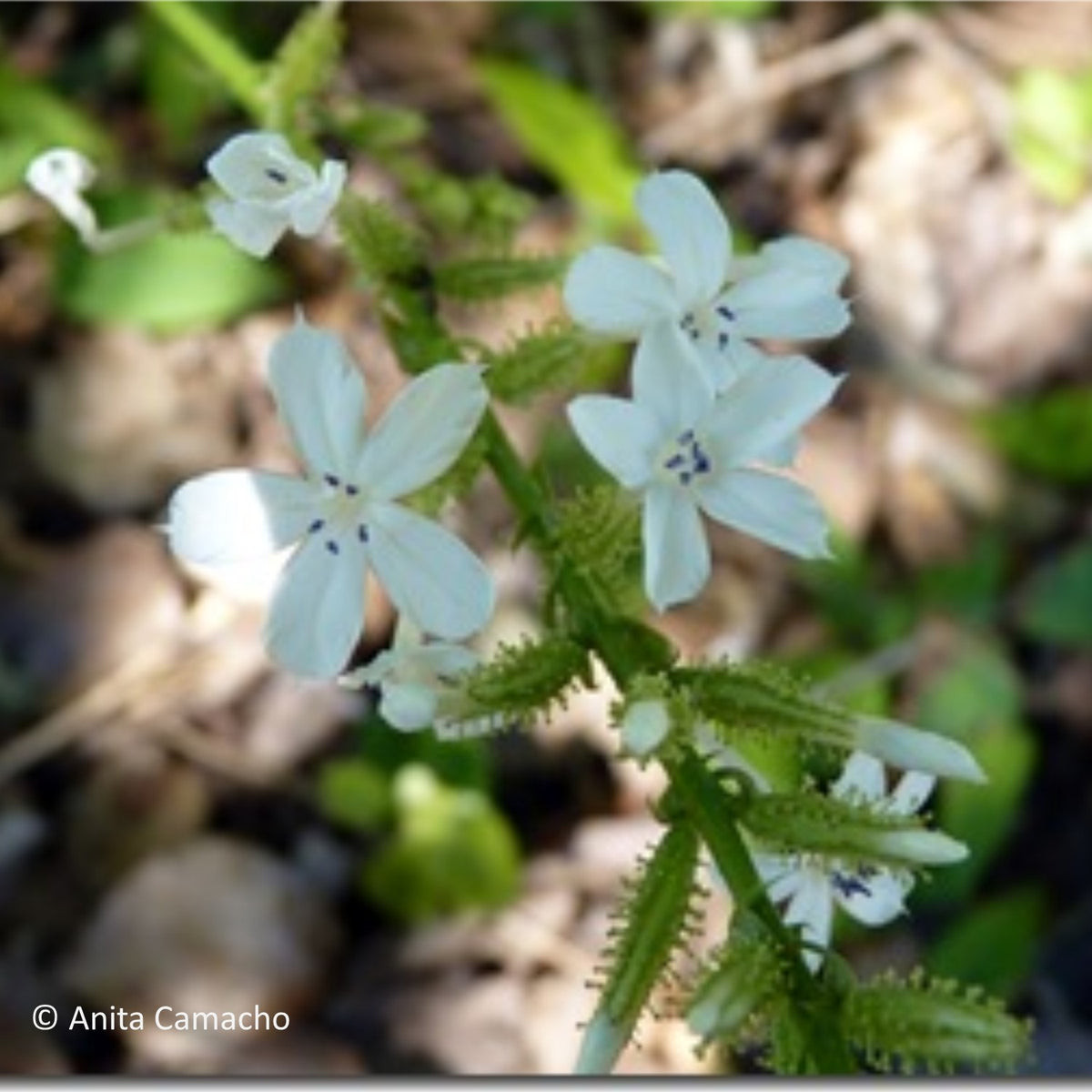 Wild Plumbago - Plumbago zeylanica – Little Red Wagon Native Nursery