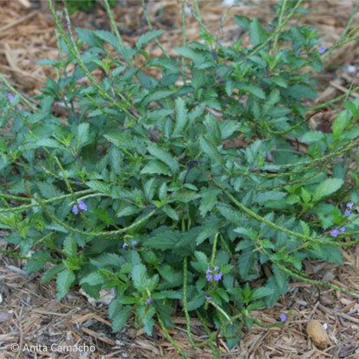 Blue Porterweed - Stachytarpheta jamaicensis – Little Red Wagon Native ...