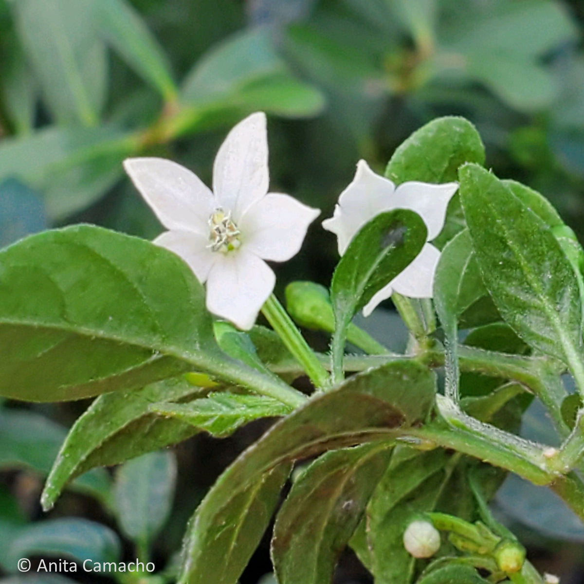 Bird Pepper - Capsicum annuum (1 gal.) – Little Red Wagon Native Nursery
