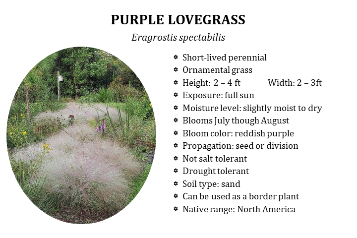 Purple Lovegrass - Eragrostis spectabilis (1 gal.) – Little Red Wagon ...