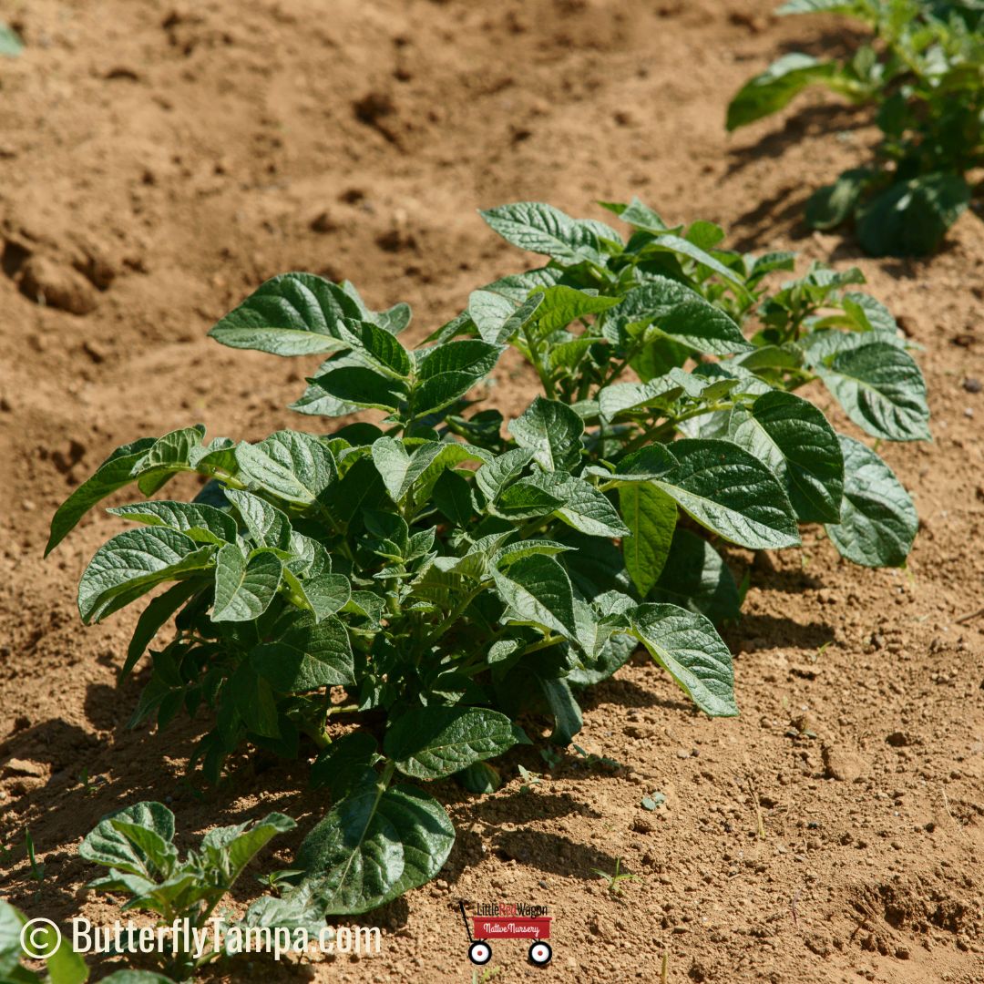 Purple Magic Fingerling- Solanum tuberosum – Little Red Wagon Native ...