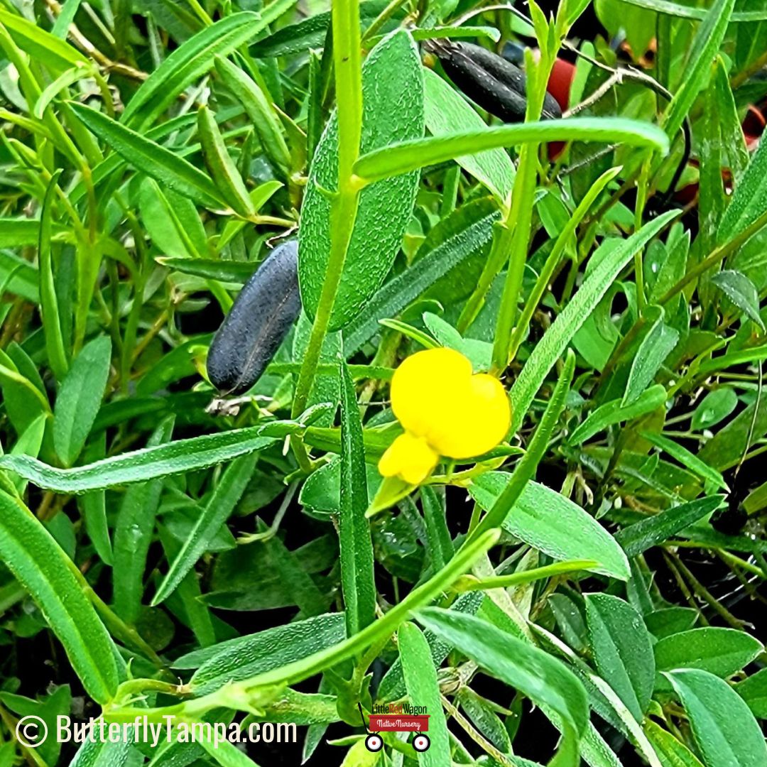 Rabbit Bells - Crotalaria rotundifolia (1 Gal) – Little Red Wagon ...