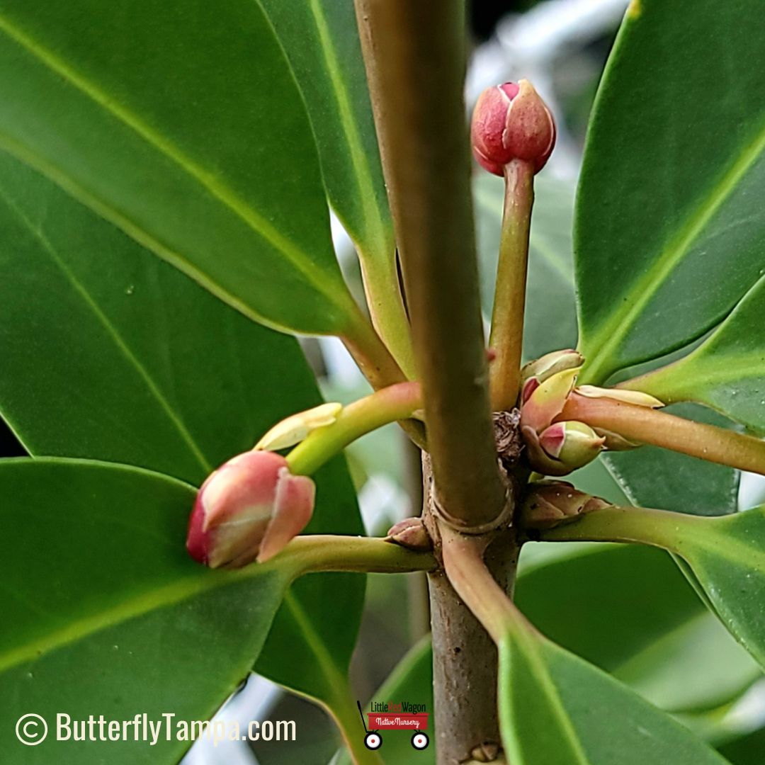 Dwarf Red Anise - Illicium floridanum (3 gal.) – Little Red Wagon ...