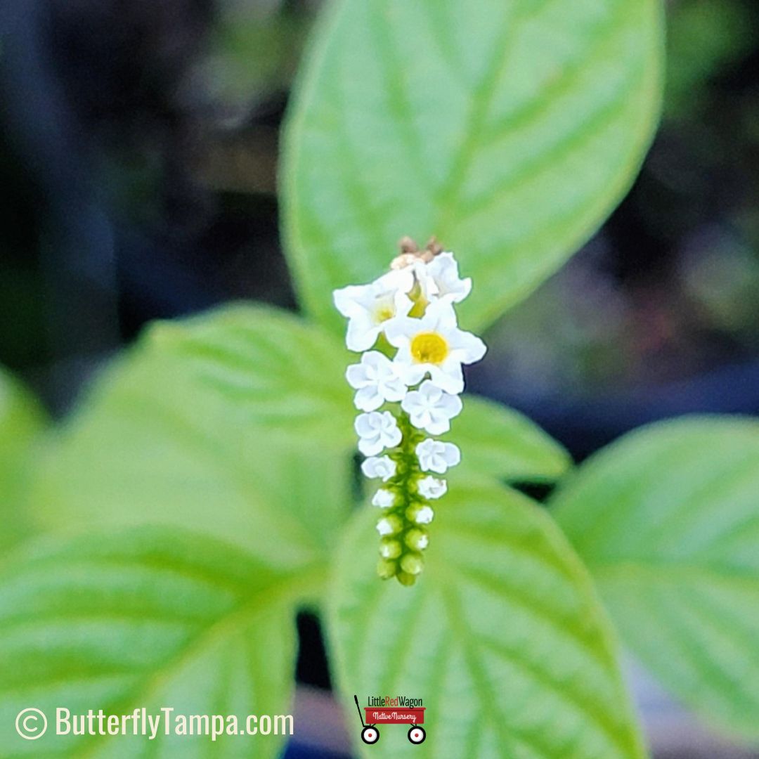 Scorpiontail - Heliotropium angiospermum – Little Red Wagon Native Nursery