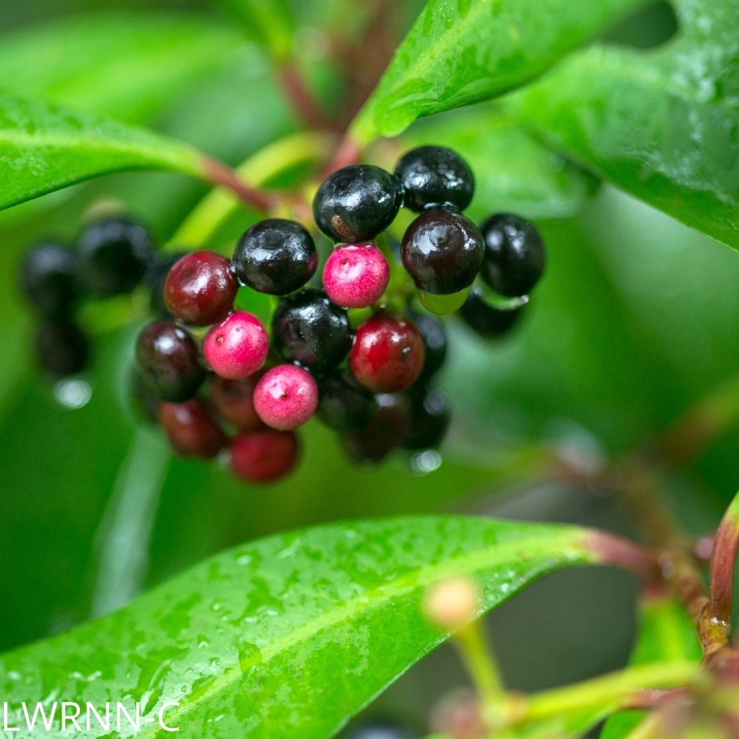 Marlberry - Ardisia escallonioides – Little Red Wagon Native Nursery