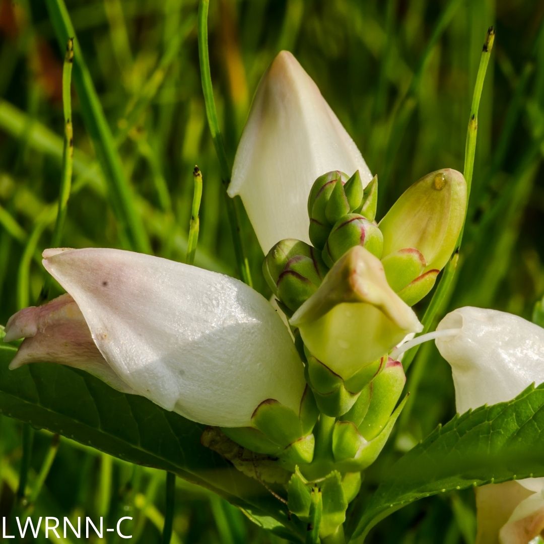 Turtlehead - chelone glabra (1 gal.) – Little Red Wagon Native Nursery