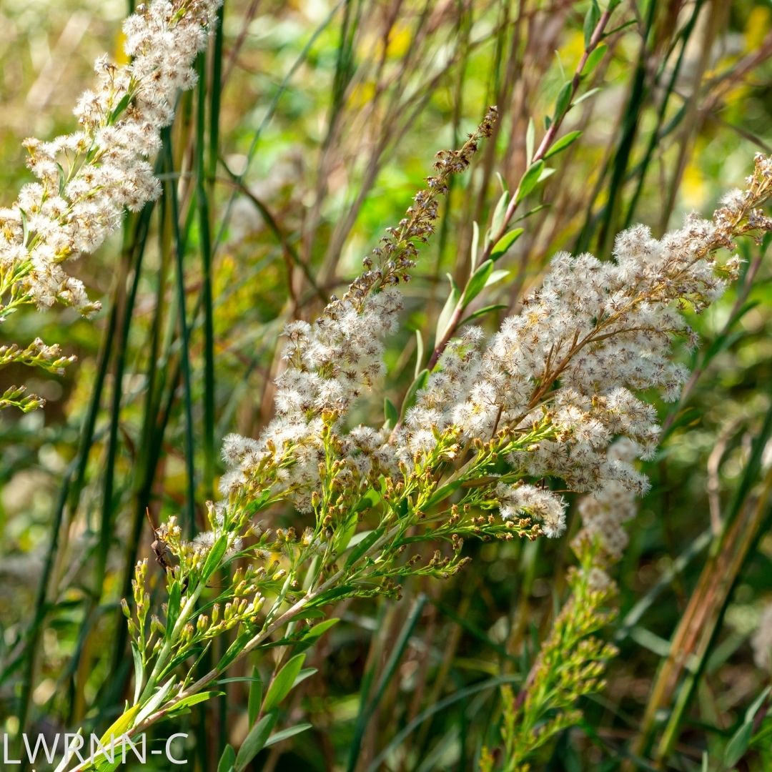 Chapman's Goldenrod - Solidago odora var. chapmanii (1 Gal.) – Little ...