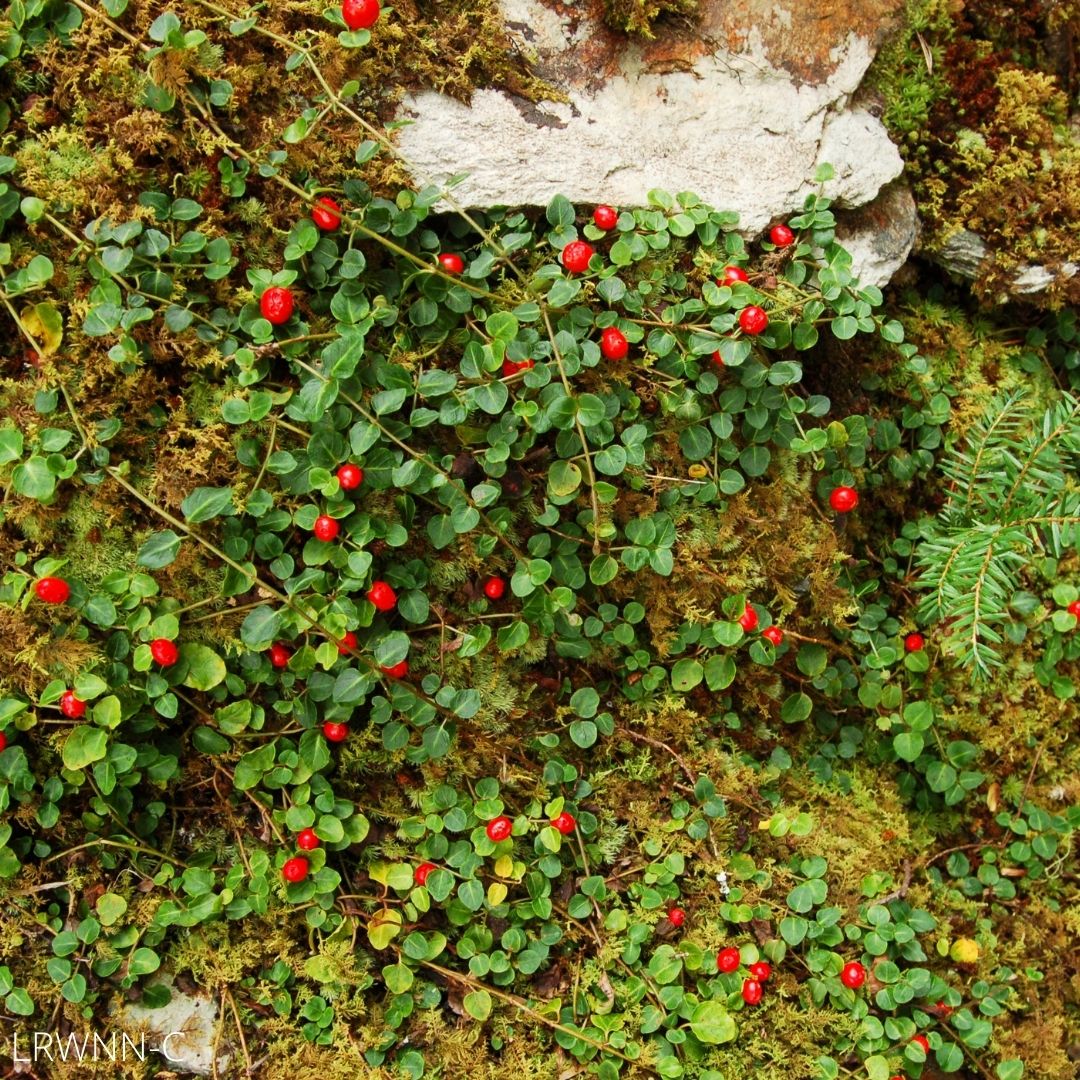 Partridge Berry - Mitchella repens L. (1 Gal.) – Little Red Wagon ...