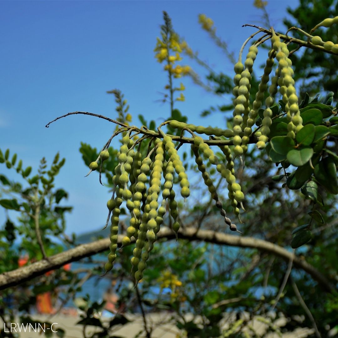 Necklace-Pod - Sophora tomentosa – Little Red Wagon Native Nursery