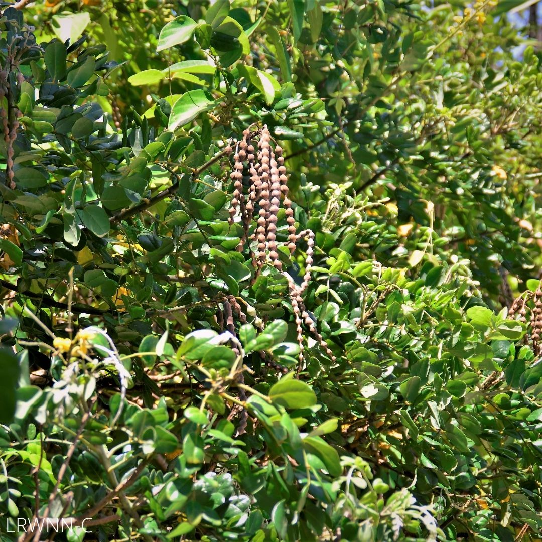 Necklace-Pod - Sophora tomentosa – Little Red Wagon Native Nursery
