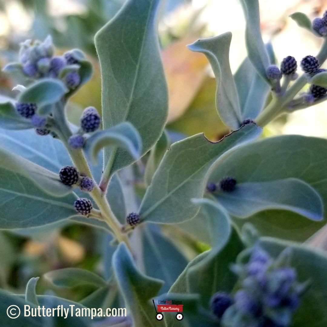Silver Buttonwood (Conocarpus erectus sericeus) – Little Red Wagon ...