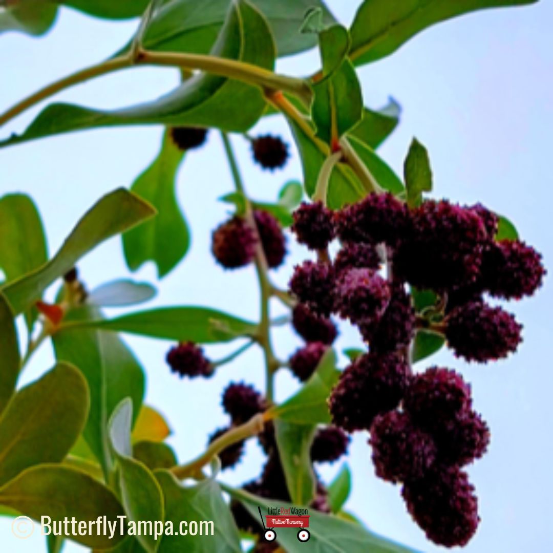 Silver Buttonwood - Conocarpus erectus sericeus – Little Red Wagon ...