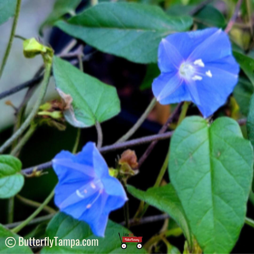 Skyblue Clustervine - Jacquemontia pentanthos – Little Red Wagon Native ...