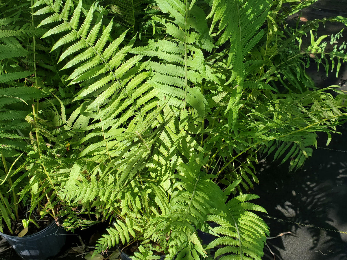 Southern Wood Fern - Dryopteris ludoviciana (1 gal.) – Little Red Wagon ...