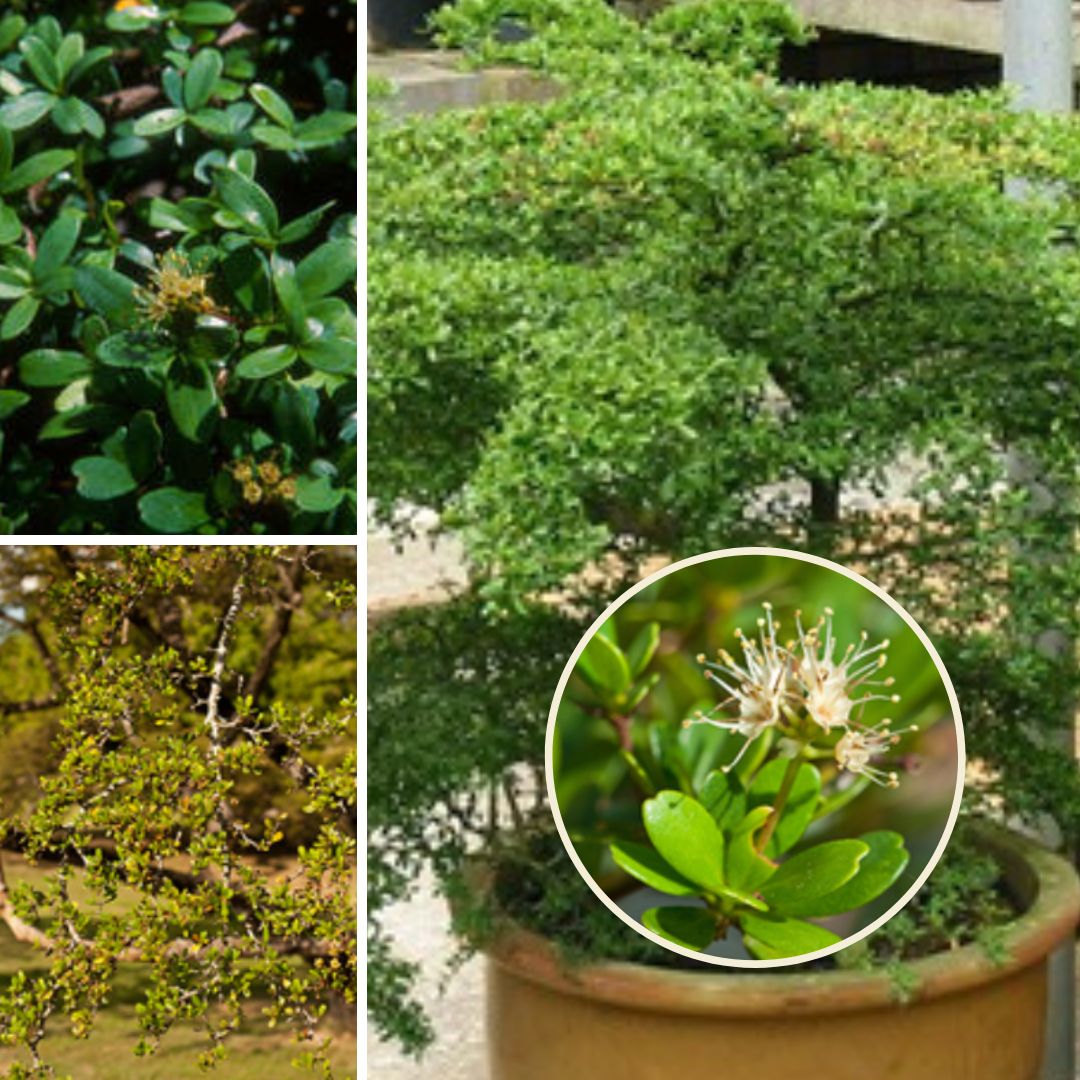Spiny Black Olive - Terminalia molineti (Bucida spinosa) (7 Gal ...