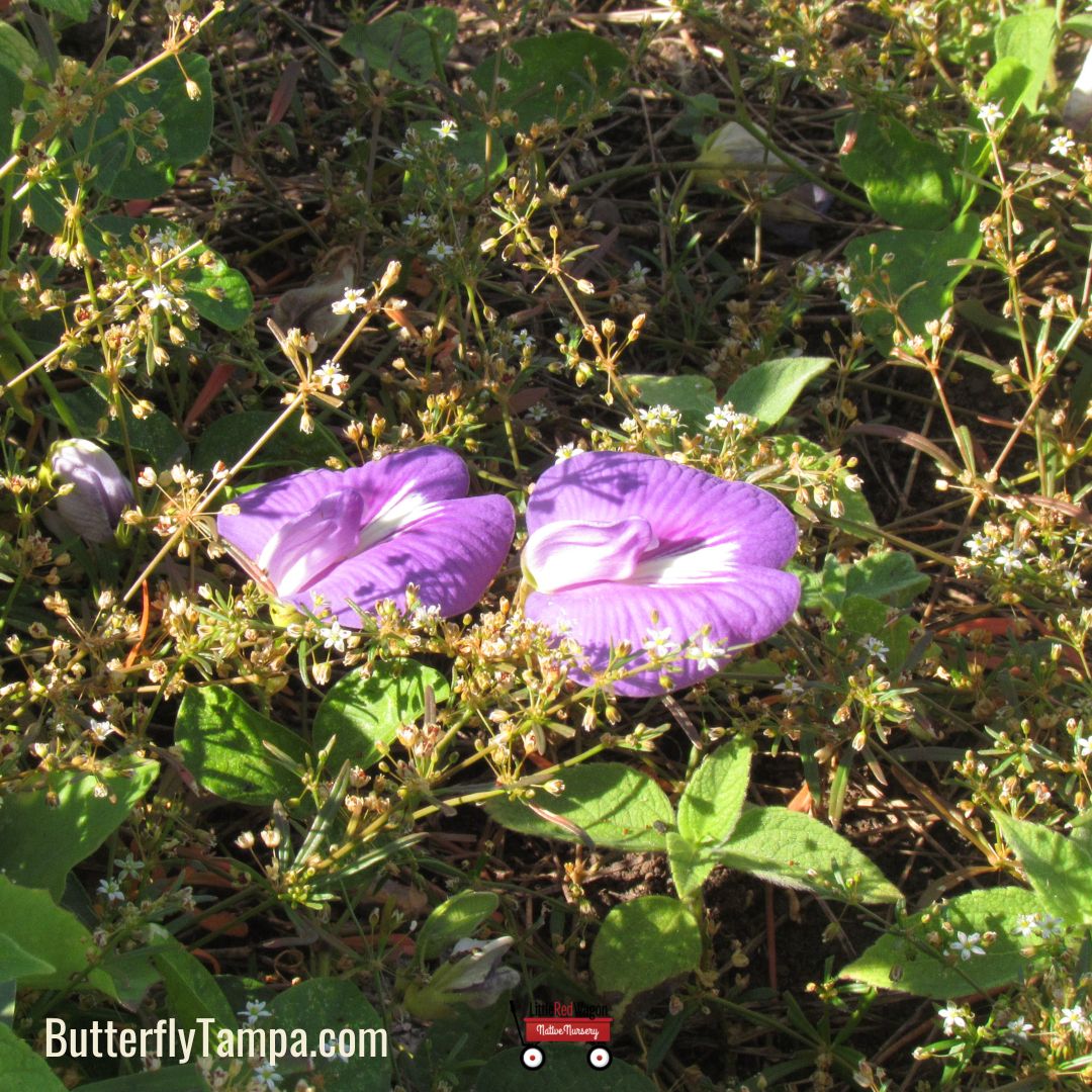 Spurred Butterfly Pea - Centrosema virginianum (1 Gal) – Little Red ...
