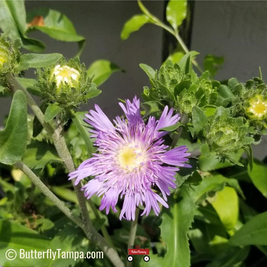Stoke's Aster - Stokesia laevis – Little Red Wagon Native Nursery